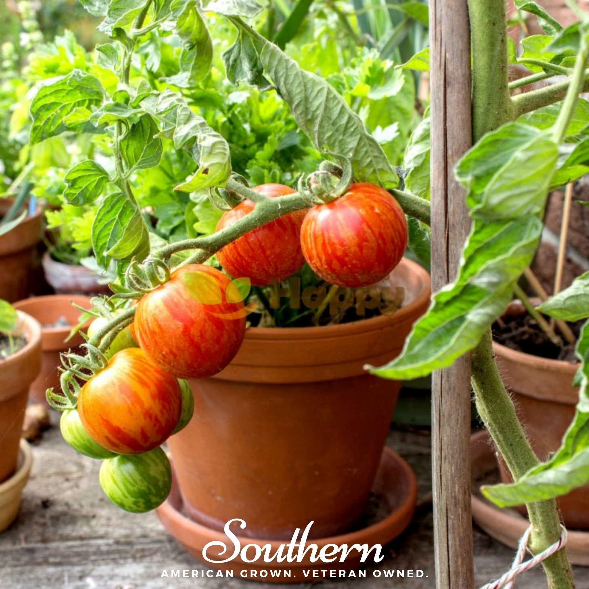 Tigerella Tomato – 50 Seeds – Inundatio.com